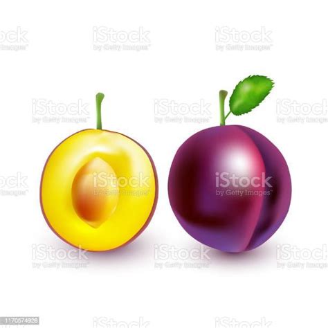 在白色背景上孤立的梅花向量圖形及更多夏天圖片 夏天 多汁 大自然 Istock