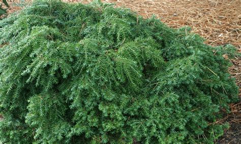 Tsuga Canadensis Jeddeloh Dwarf Canadian Hemlock Kigi Nursery