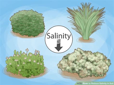 3 Simple Ways To Reduce Salinity In Soil WikiHow