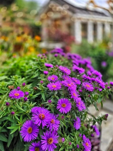 45 Flowers That Attract Bees And Other Pollinators Shiplap And Shells