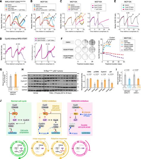 Rapid Adaptation To Cdk2 Inhibition Exposes Intrinsic Cell Cycle Plasticity Cell