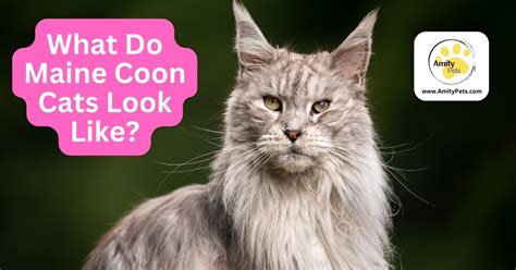 What Do Maine Coon Cats Look Like A Complete Guide To Their Unique