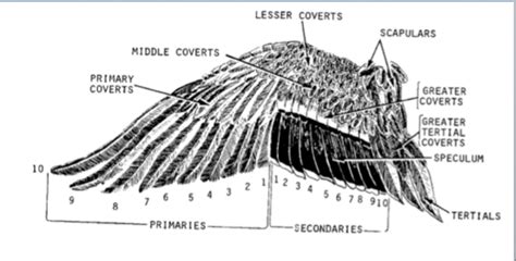 Lecture Material 8 Game Bird Agesex Determination Flashcards Quizlet
