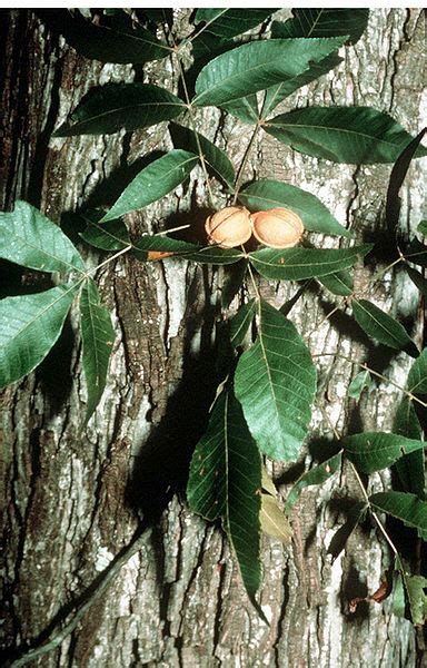 Carya Myristiciformis Hardwood Nutmeg Hickory