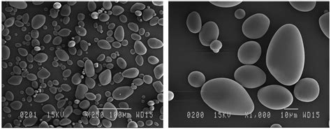 Potato Starch Structure