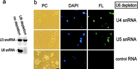 Nucleolar Localization Of U4 And U5 Snrnas Does Not Depend On U6 Snrna