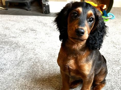 Archie Cockapoo X Cockapoo Stud Dog For Breeding In England Vaccinated
