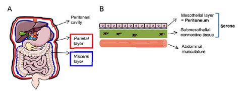 Peritoneum Definition And Examples Biology Online Dictionary