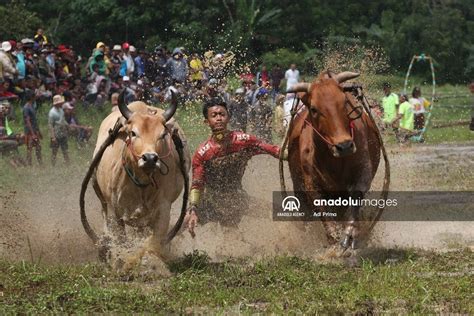 Pacu Jawi Balapan Sapi Pasca Panen Padi Di Sumatera Barat Anadolu Ajansı