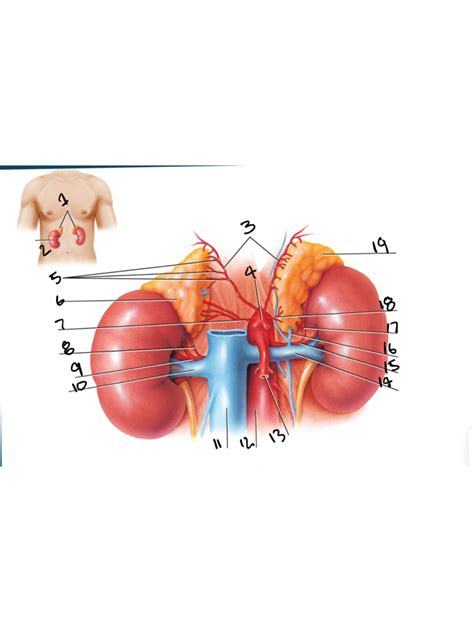 Endocrine Diagram Quizlet