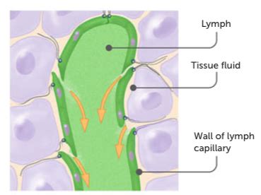 Chapter Circulatory System Flashcards Quizlet