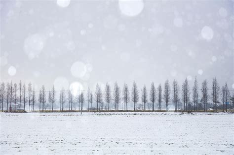 눈 나무 자연 Pixabay의 무료 사진