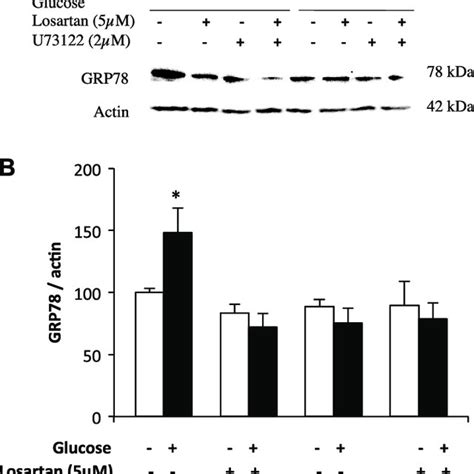 Quantitative Analysis Of Grp78 Protein By Western Blot A Western Blot