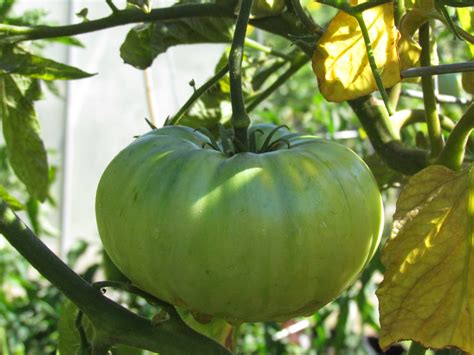 Organic Aunt Rubys German Green Tomato Seeds Solanum Lycopersicum