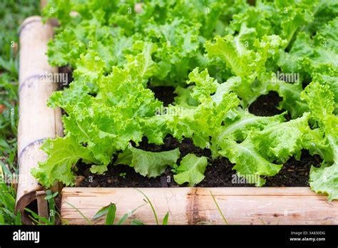 Lettuce Grown Through Hydroponics At A Garden In Boracay Island