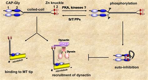 Model Of Phosphorylation Mediated Autoinhibition Of Clip 170 Clip 170