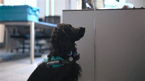 [video] Liana Lupsa On Linkedin Zéphyr In Lausanne