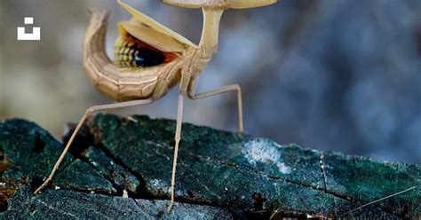 낮 동안 클로즈업 사진에서 녹색 잎에 갈색 사마귀 사진 Unsplash의 무료 곤충 이미지