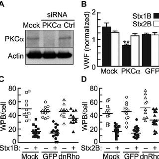 Effect Of PKC Knockdown And Dominant Negative RhoA On VWF Secretion