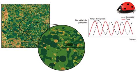 Response Of Arthropods In The Landscape Predator Prey Interaction Download Scientific