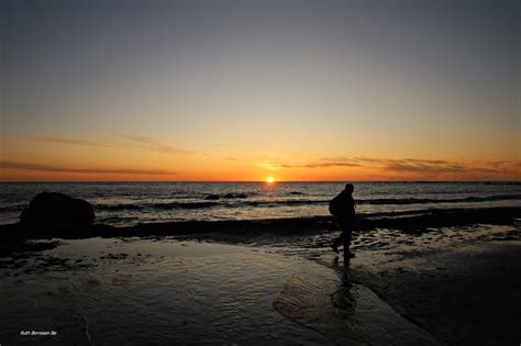 Solsikken Sol Går Ned