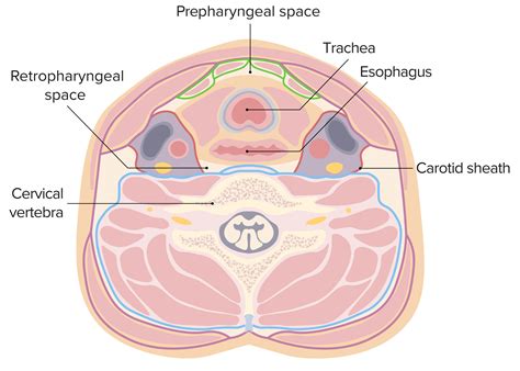 Prevertebral Space