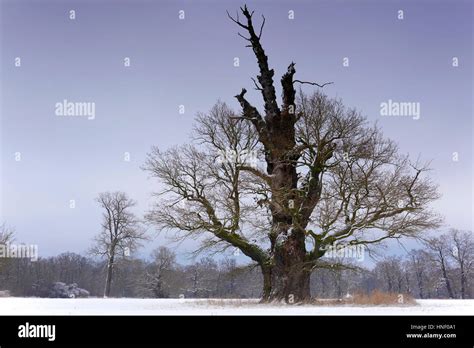 Old Oak Tree Winter High Resolution Stock Photography And Images Alamy