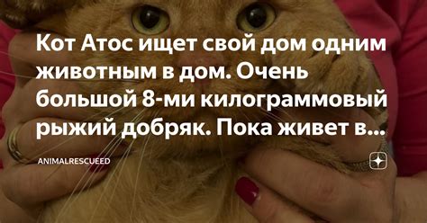 Кот Атос ищет свой дом одним животным в дом Очень большой 8 ми