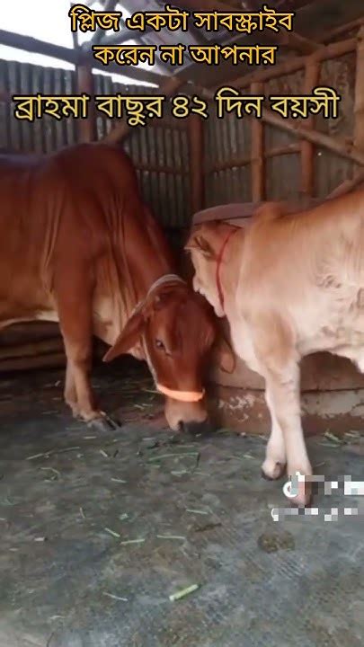 ব্রাহমা বাছুর ৪২ দিন বয়সী ব্রাহমা ব্রাহমা বাছুর ব্রাহমা পালন ব্রাহমা বাছুর পালন গরু শর্ট