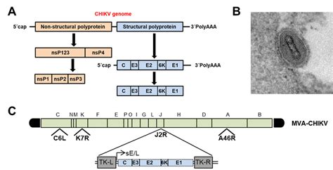 Chikv Genome Organization And Mva Chikv Vaccine Candidate A Chikv Download Scientific