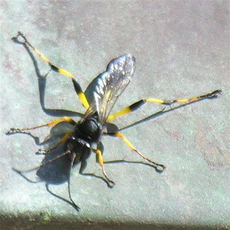 Mud Dauber Wasp