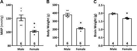 Sex Differences In The Structure And Function Of Rat Middle Cerebral