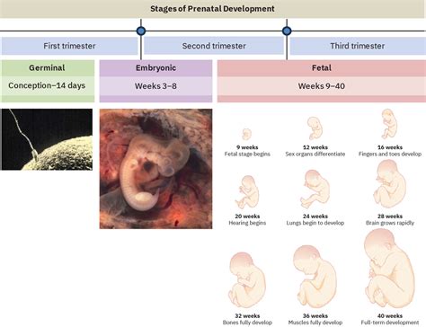 23 Pregnancy And Prenatal Development Social Sci Libretexts