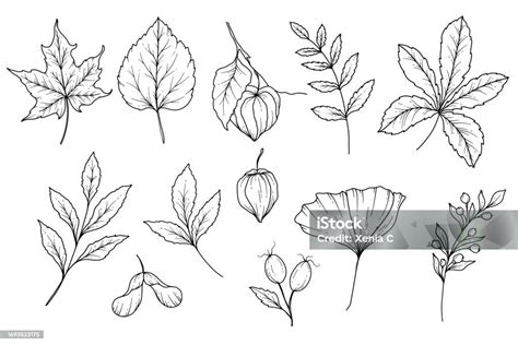 가을 꽃꽂이 윤곽선 가을 단풍 라인 아트 일러스트레이션 윤곽선 나뭇잎 배열 손으로 그린 그림 나뭇잎이 있는 가을 색칠 페이지