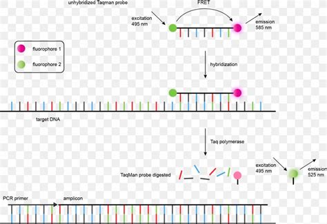 Taqman Real Time Polymerase Chain Reaction Microsatellite Single