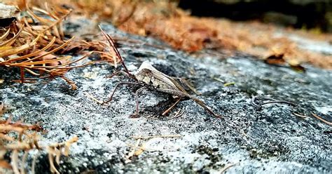 Leaf Footed Bug Acanthocephala Spp I Took A Picture Of While