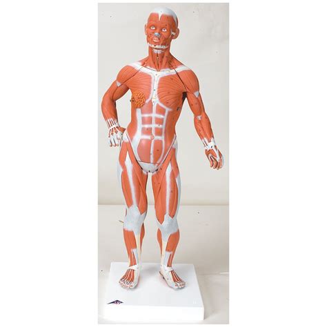 3b® Miniature Human Muscular Figure Carolina Biological Supply