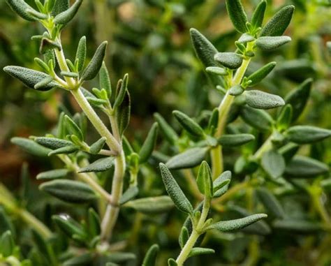 What Temperature Should My Common Thyme Be Kept At