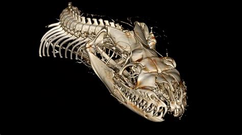 Anatomy Of A Python How Big Is A Burmese Pythons Mouth