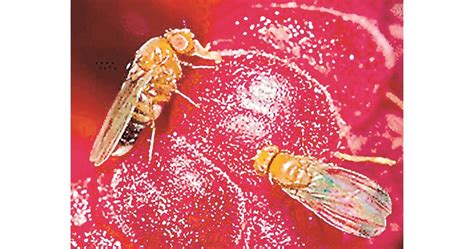 Възможен проблем при овошките Български Фермер