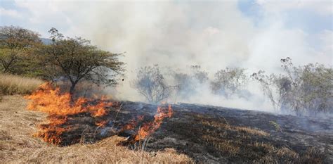 Incendios Forestales Han Consumido 450 Hectáreas De Bosque