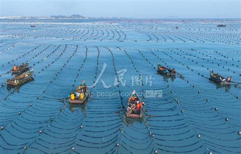 山东荣成海带育苗作业忙 人民图片网