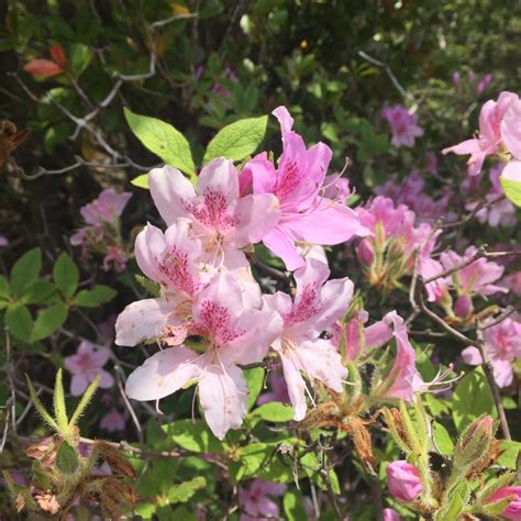 モチツツジ見頃です 角谷道弘ガイド事務所