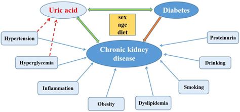 Risk Factors For Development And Progression Of Chronic Kidney Disease In Elderly Chinese