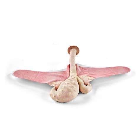 3b Scientific Veterinary Simulator Latex Uterus Model 90 Day
