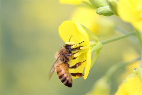 Nectar Background Images Hd Pictures For Free Vectors Download