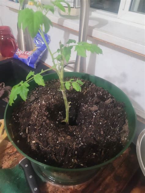 Phony Seal Todd Lamarsh Tries To Join The Video Site Amd Cairo Has A Stalker