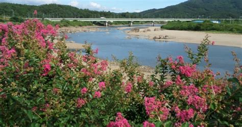 카메라뉴스 붉은 유혹보성강 배롱나무 꽃길 장관