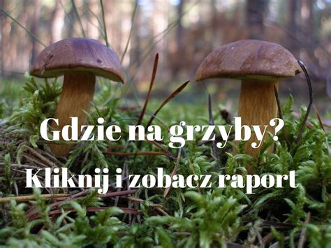 Gdzie na grzyby w województwie śląskim Pokazujemy najlepsze miejsca