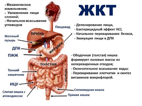 Желудочно-кишечный тракт - online presentation